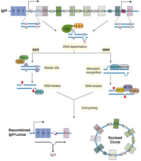 Mature B Lymphocytes Undergo Class Switch Recombination Csr To Alter