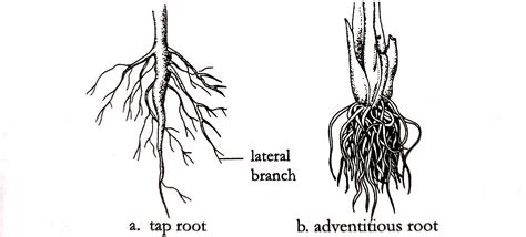Different Types Of Plant Roots