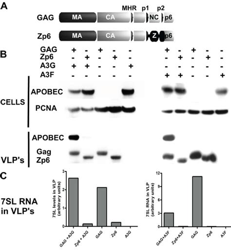 7sl Rna Packaging Into Hiv 1 Virus Like Particles Is Dependent On