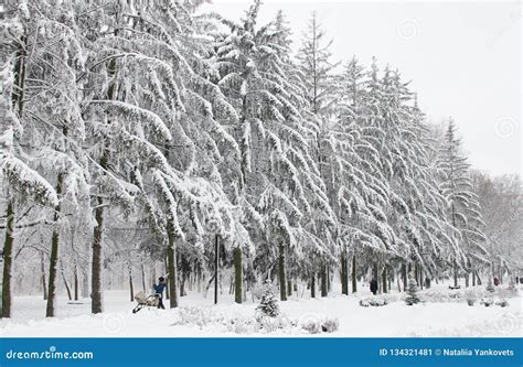 Winter Trees Covered In White Fluffy Snow Stock Image Image Of