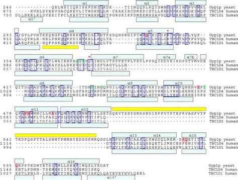 Structure Based Sequence Alignment Of Gyp1p Tbc1d1 And Tbc1d4 Rabgap