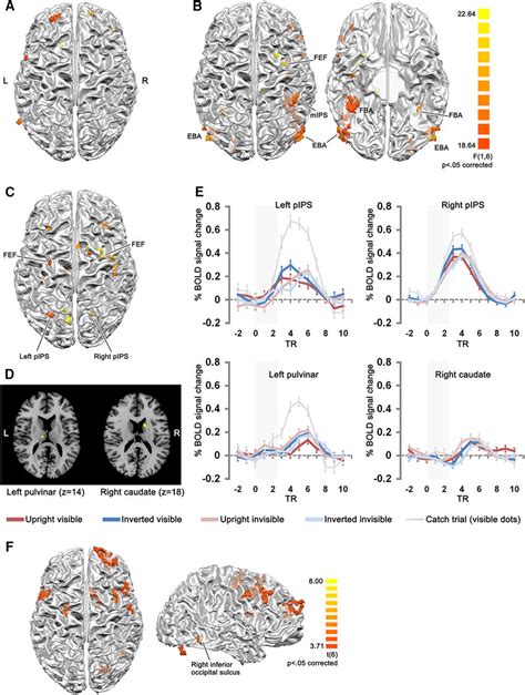 Clusters Of The Group Level Whole Brain Anova And Contrast Analysis Of