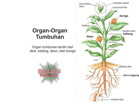 Organ Tumbuhan Homecare24