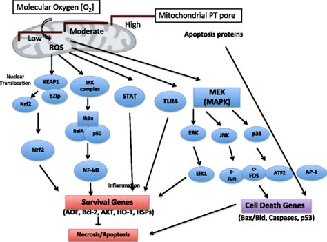 Activation Of Redox Sensitive Inflammatory Signaling Ros Activates