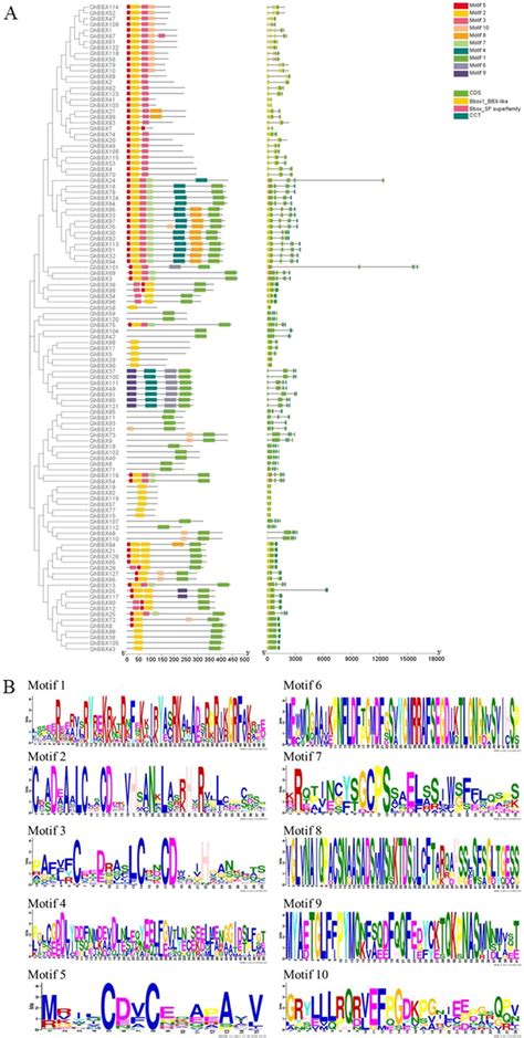 Sequence Conservation Analysis Of Bbx Proteins A Alignment Of The