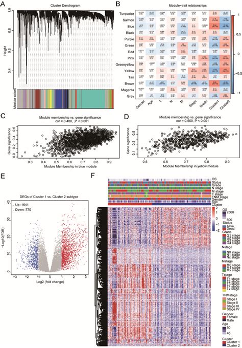 Wgcna Coexpression Analysis A Gene Dendrogram And Module Colors