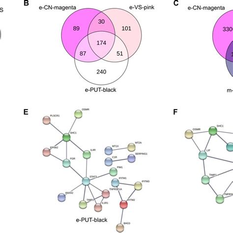 Venn Diagrams Of Gene Overlap And Network Plots Of Wgcna Module Hub