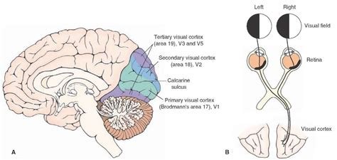 secondary visual cortex