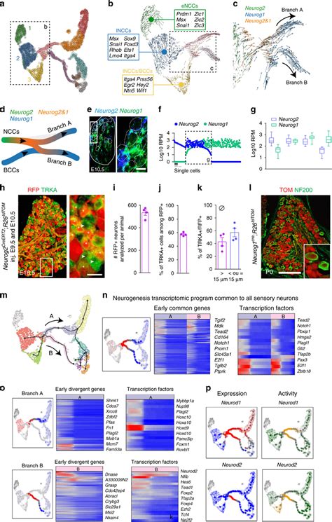 Neural Crest Stem Cell Populations And Waves Of Sensory Neurogenesis A