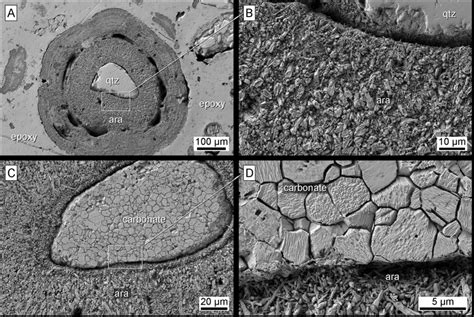 Representative Scanning Electron Micrographs Of Ooids A Concentric