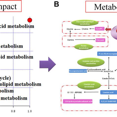 Pathway And Metabolic Networks Analysis A Pathway Analysis With