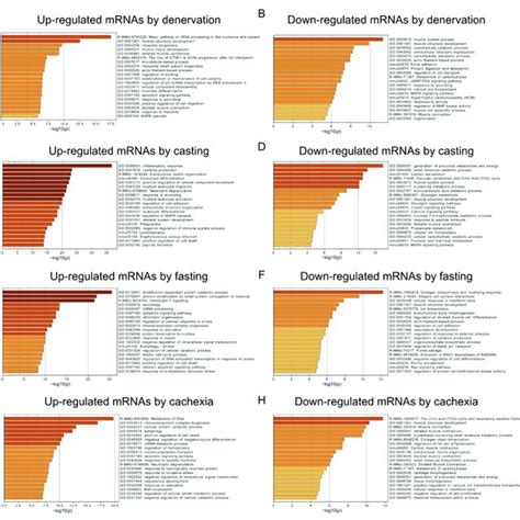 Functional Enrichment Analysis Of Differentially Expressed Mrnas In