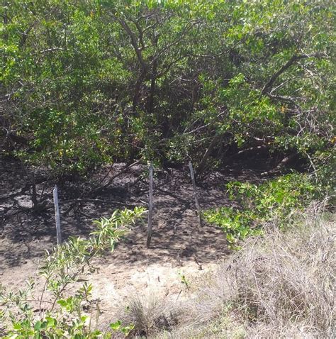 Corpo Decapitado E Carbonizado é Encontrado Em Estrada Próximo A Ponto
