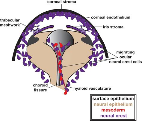 Frontiers The Ocular Neural Crest Specification Migration And Then
