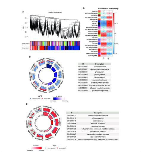 Wgcna Analysis Of Dams And Degs A Dendrogram With Co Expressed Gene