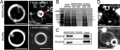Plcβ1 Induces Tubulation Of Pe Containing Membranes A Darkfield