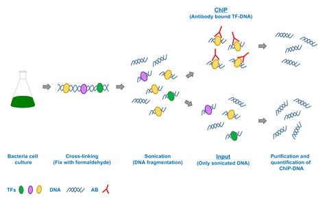 Chip Seq Experiment And Data Analysis In The Cyanobacterium