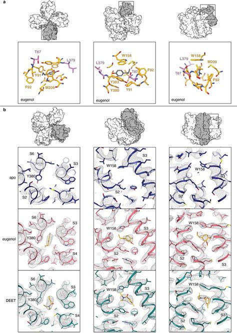 Detail Of The Odorant Binding Region In Mhor5 A The Binding Pocket And