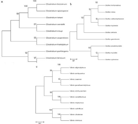 Phylogenetic Trees Were Generated By Neighbor Joining Method Based On