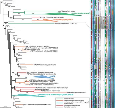 phylogenetic analysis of acp sequences the ml tree was inferred from