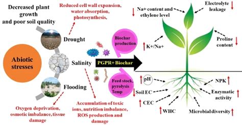 Effects Of Plant Growth Promoting Bacteria Pgpb And Biochar On Plant