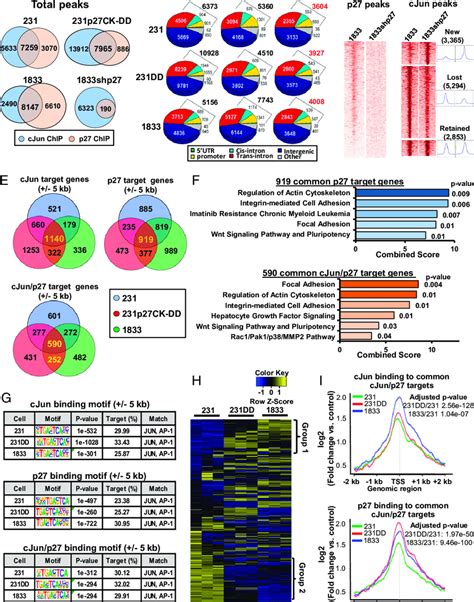 Genome Wide Dna Binding Of P27 And Cjun A Venn Diagrams Show Mean