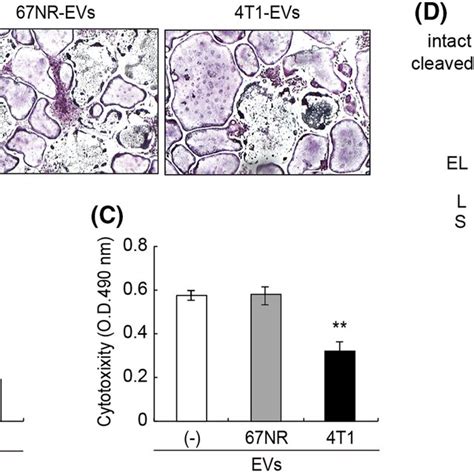 Metastatic Mammary Tumor Cell Derived Extracellular Vesicles Evs