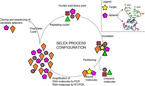 Illustration Of General Selex Process In Generating Aptamers Agyei Et