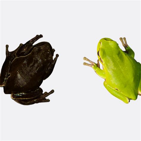Nuclearized Frogs In Ukraine How An Amphibious Species Turned Black
