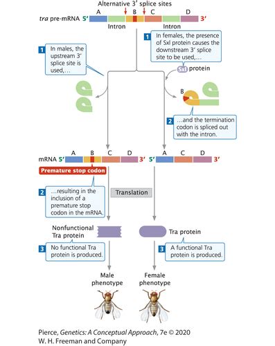 Genetics Chapter 17 Control Of Gene Expression In Eukaryotes