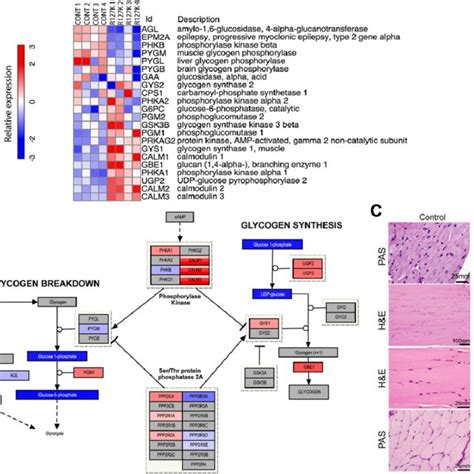 Generation And Characterization Of Conditional Mutant Idh2 Mice A