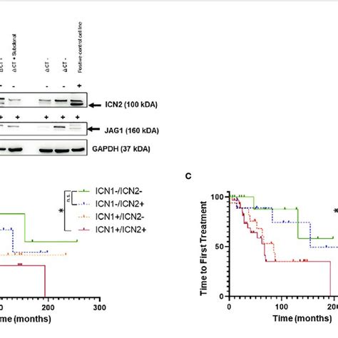 Analysis Of Notch1 Notch2 Activation And Jagged1 Expression In Cll