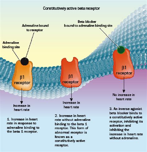 Figure 2 From Beta Blockers Types And Clinical Implications Semantic