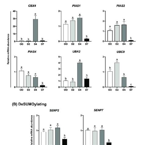 Relative Mrna Abundance Of Genes Encoding Sumoylation A And