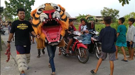 Buto Ijo Naik Motor ‼️ Tampil Keren Barongan Macan Macanan Barongsai