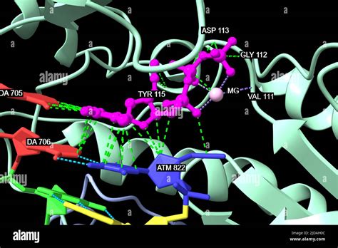 Structure Of Hiv 1 Reverse Transcriptase With Dna And Azttp Magenta