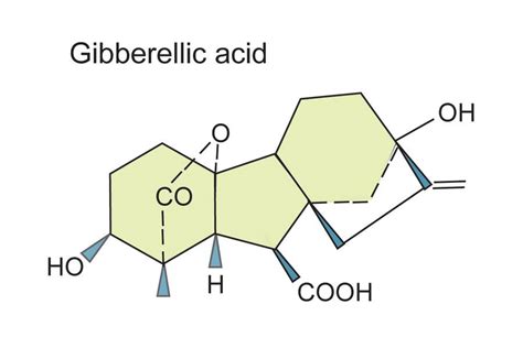 Gibberellins