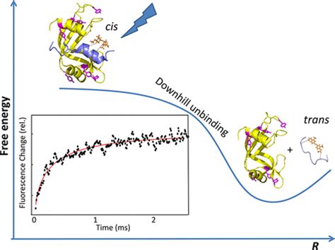 Intrinsic Dynamics Of Protein Peptide Unbinding Biochemistry