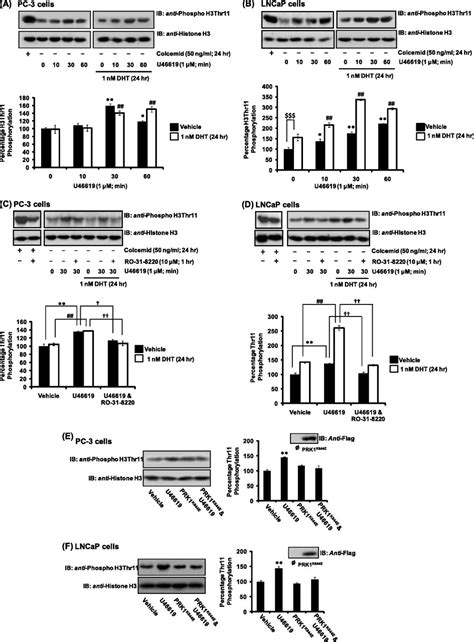 Identification Of An Interaction Between The Tpα And Tpβ Isoforms Of