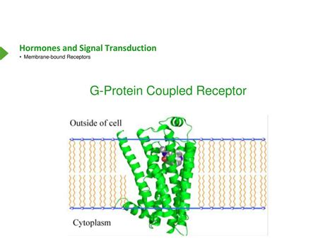 Hormones And Signal Transduction Ppt Download
