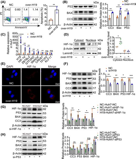 H19 Regulated Apoptosis In Huh7 Cells Via The Hif‐1α P53 Axis A Flow