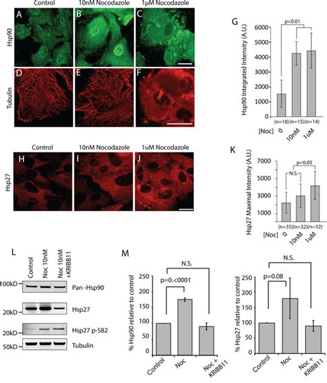 Adenomatous Polyposis Coli Mutants Dominantly Activate Hsf1 Dependent