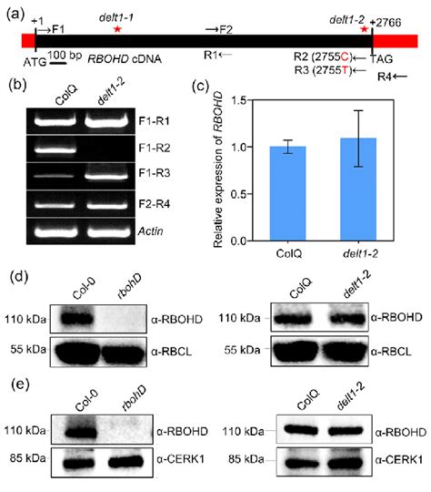 Rbohd Transcript And Protein Abundance In Delt1 2 Mutants A Diagram