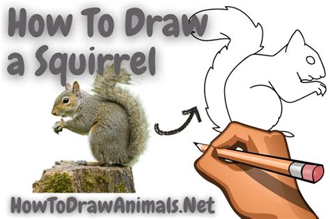 How To Draw A Squirrel Easy Drawing Tutorial