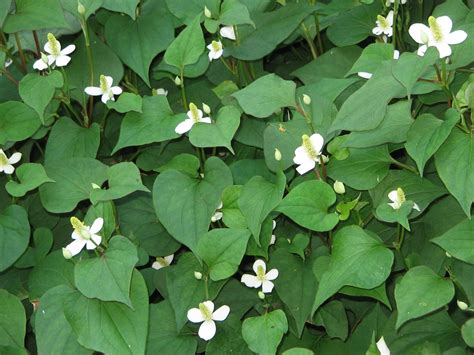 Ingredient Spotlight Houttuynia Cordata The Ultimate Balancing And