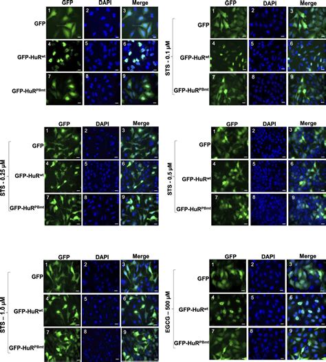 Padp Ribosylation Regulates The Cytoplasmic Localization Cleavage And