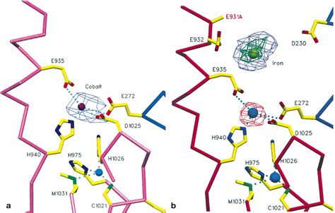 Cation Binding To Ceruloplasmin By A Co Ii And B Fe Ii In B The Red