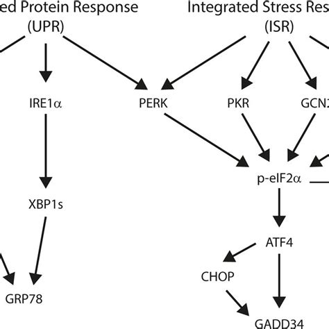 Schematic Overview Of The Unfolded Protein Response Upr And