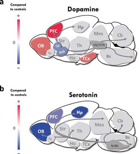 Schematic Representation Of Dopaminergic A And Serotonergic B