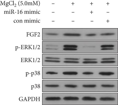 Mir 16 Is Involved In The Mgcl2 Induced Increase Of Fgf2 And Activation